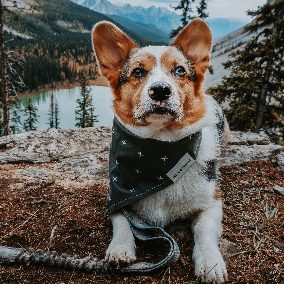 Matcha Bandana – Fella & Fetch