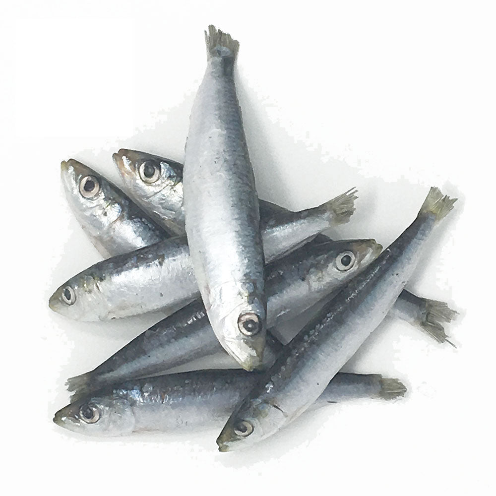 Big Country Raw Sardines - 1LB – Fella & Fetch